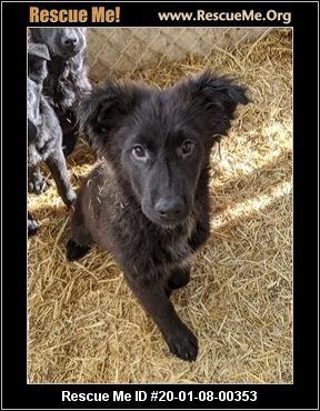 - Colorado German Shepherd Rescue - ADOPTIONS - Rescue Me!