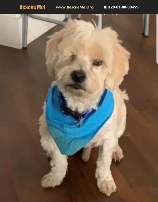 ADOPT 20010800459 ~ Maltese Rescue ~ FL, Miami, FL