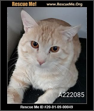 - Arizona Cat Rescue - ADOPTIONS - Rescue Me!