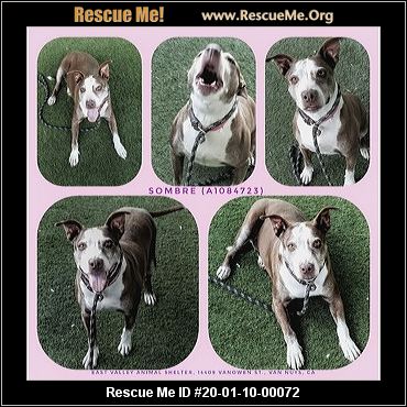 - California Lab Rescue - ADOPTIONS - Rescue Me!