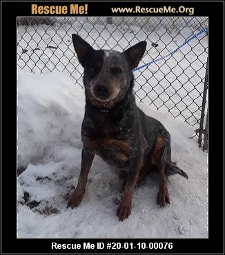 - Colorado Dog Rescue - ADOPTIONS - Rescue Me!