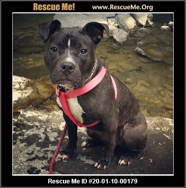 - New York Pit Bull Rescue - ADOPTIONS - Rescue Me!