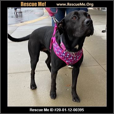 - North Carolina Pit Bull Rescue - ADOPTIONS - Rescue Me!