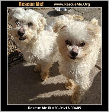 - Colorado Maltese Rescue - ADOPTIONS - Rescue Me!