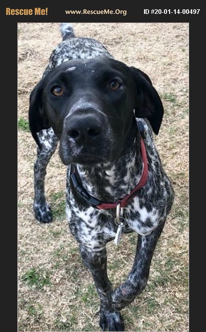 ADOPT 20011400497 ~ German Shorthaired Pointer Rescue ~ San Pedro, CA