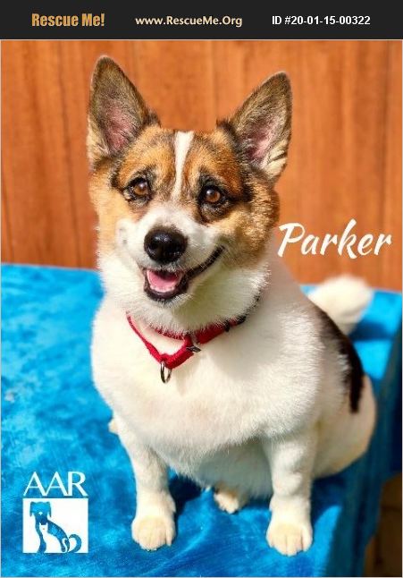 ADOPT 20011500322 ~ Corgi Rescue ~ Magnolia, TX