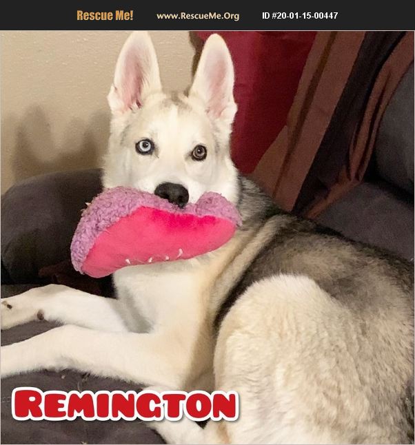 ADOPT 20011500447 ~ Siberian Husky Rescue ~ Windsor, CO