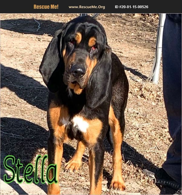 ADOPT 20011500526 ~ Bloodhound Rescue ~ Windsor, CO