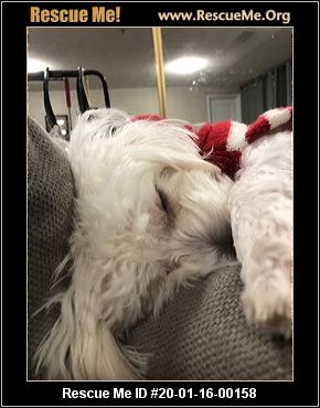 - California Maltese Rescue - ADOPTIONS - Rescue Me!