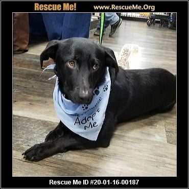 - Virginia Dog Rescue - ADOPTIONS - Rescue Me!