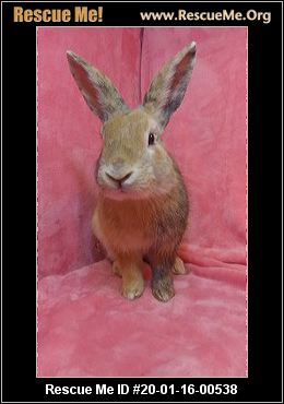 - California Rabbit Rescue - ADOPTIONS - Rescue Me!