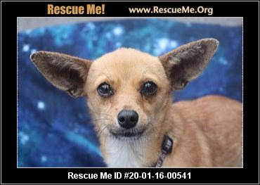 - Arizona Small Dog Rescue - Phoenix, AZ - AVAILABLE PETS