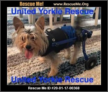 - Florida Yorkie Rescue - ADOPTIONS - Rescue Me!
