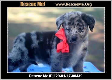 - Georgia Border Collie Rescue - ADOPTIONS - Rescue Me!