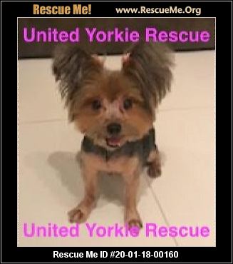 - Florida Yorkie Rescue - ADOPTIONS - Rescue Me!