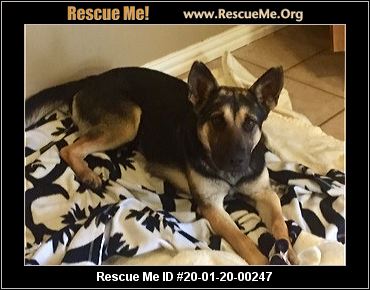 - Texas German Shepherd Rescue - ADOPTIONS - Rescue Me!