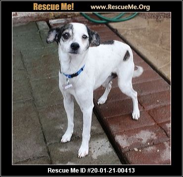 - Arizona Small Dog Rescue - Phoenix, AZ - AVAILABLE PETS