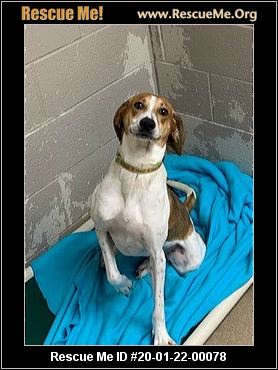 - Virginia Dog Rescue - ADOPTIONS - Rescue Me!