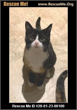 - Maryland Cat Rescue - ADOPTIONS - Rescue Me!