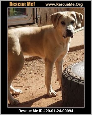 - Oklahoma Dog Rescue - ADOPTIONS - Rescue Me!