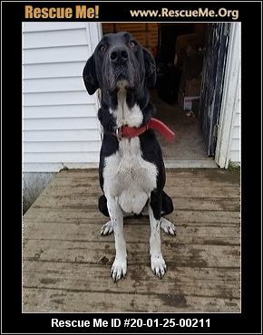 - West Virginia Dog Rescue - ADOPTIONS - Rescue Me!