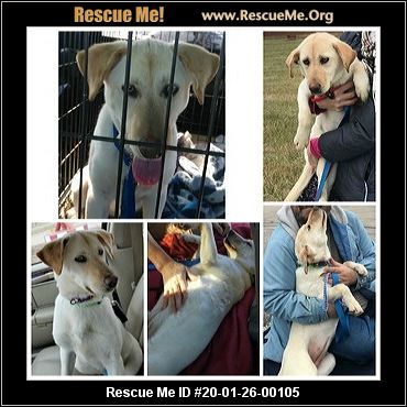 - Ohio Lab Rescue - ADOPTIONS - Rescue Me!