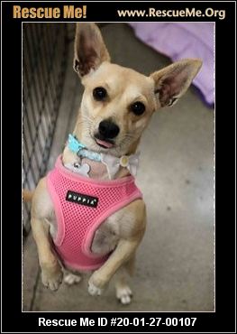 - Arizona Small Dog Rescue - Phoenix, AZ - AVAILABLE PETS