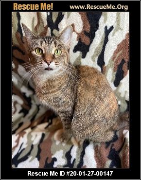 - Michigan Cat Rescue - ADOPTIONS - Rescue Me!