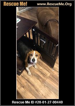 - Oklahoma Beagle Rescue - ADOPTIONS - Rescue Me!