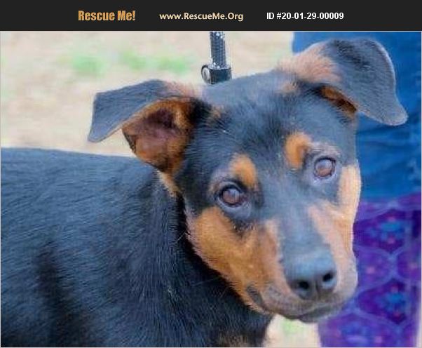 ADOPT 20012900009 ~ Doberman Pinscher Rescue ~ Washington