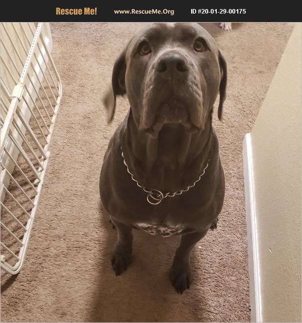 ADOPT 20012900175 ~ Mastiff Rescue ~ Arvada, CO