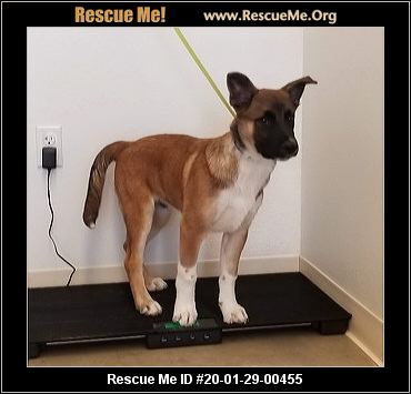 - Colorado German Shepherd Rescue - ADOPTIONS - Rescue Me!