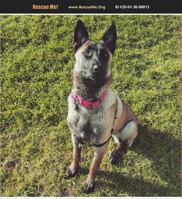 ADOPT 20013000013 ~ Belgian Malinois Rescue ~ San Diego, CA