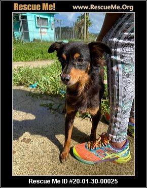 - Florida Border Collie Rescue - ADOPTIONS - Rescue Me!