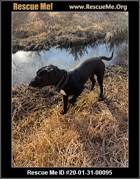 - Iowa Dog Rescue - ADOPTIONS - Rescue Me!