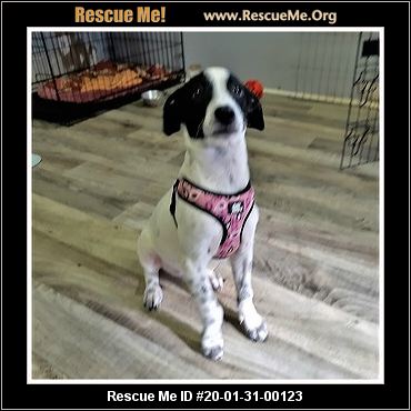 - Florida Jack Russell Rescue - ADOPTIONS - Rescue Me!
