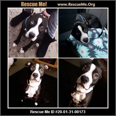 - Wyoming Dog Rescue - ADOPTIONS - Rescue Me!