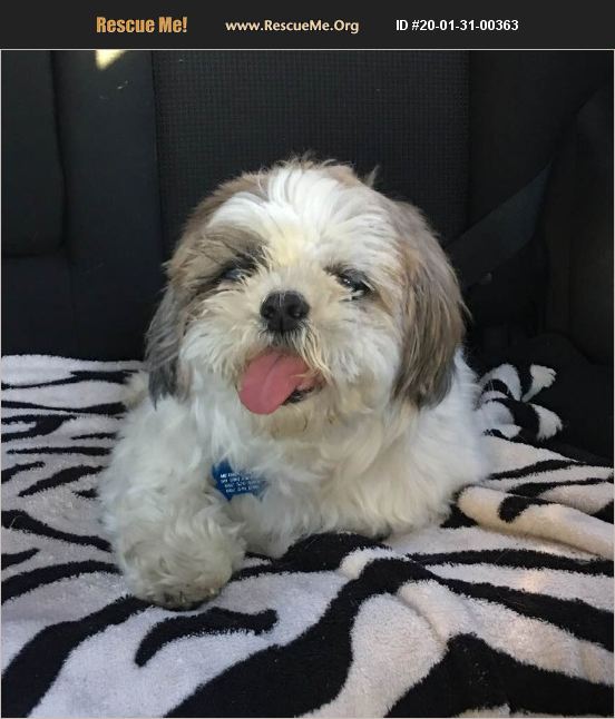 ADOPT 20013100363 ~ Lhasa Apso Rescue ~ phoenix, AZ