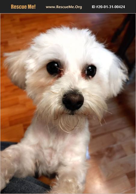 ADOPT 20013100424 ~ Maltese Rescue ~ Rocky Mount, NC