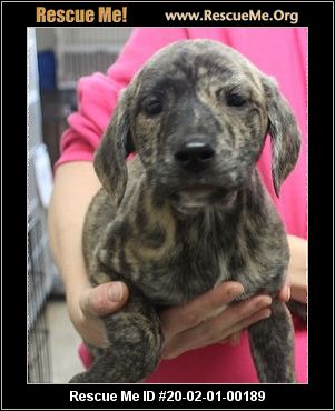 - Iowa Dog Rescue - ADOPTIONS - Rescue Me!