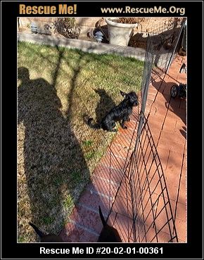 - Arizona Yorkie Rescue - ADOPTIONS - Rescue Me!