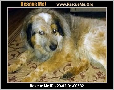 - Kansas Dog Rescue - ADOPTIONS - Rescue Me!