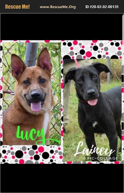 ADOPT 20020200135 ~ Australian Cattle Dog Rescue ~ Appleton, WI