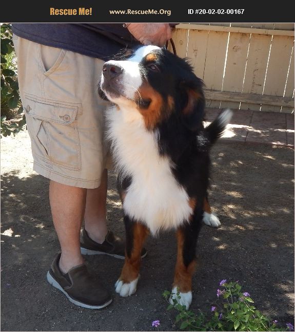 ADOPT 20020200167 ~ Bernese Mountain Dog Rescue ~ Valley Center, CA