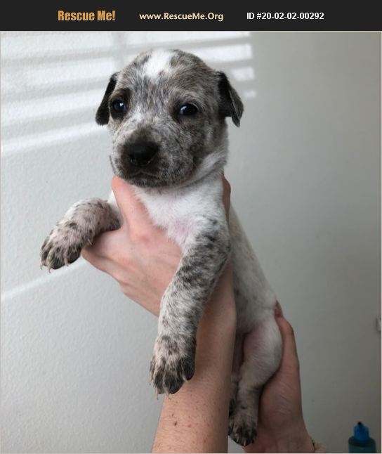ADOPT 20020200292 ~ Australian Cattle Dog Rescue ~ Trinidad, CO