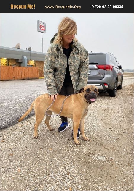 ADOPT 20020200335 ~ Bullmastiff Rescue ~ New Jersey