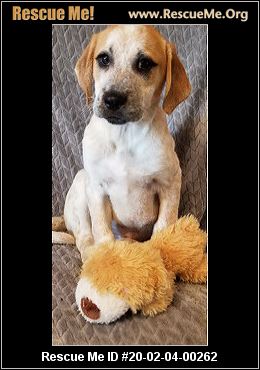 - Delaware Dog Rescue - ADOPTIONS - Rescue Me!