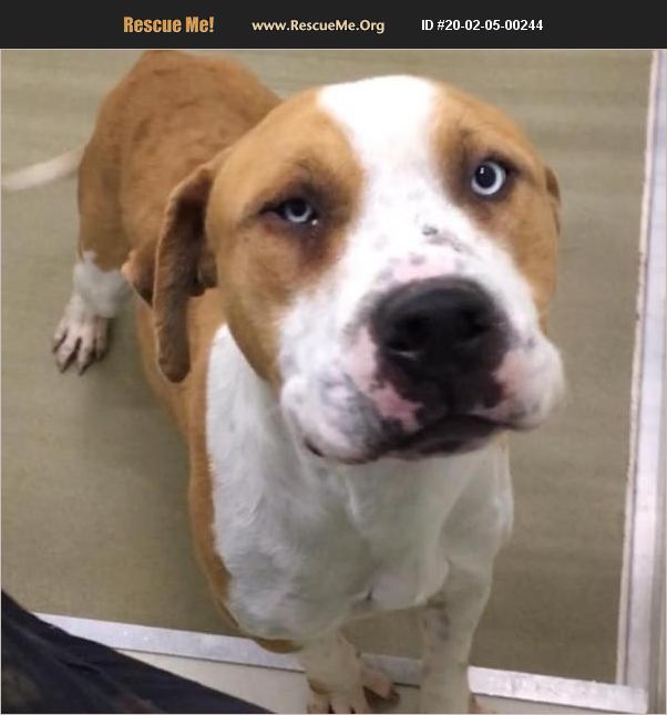 ADOPT 20020500244 ~ Great Dane Rescue ~ Colorado Springs, CO