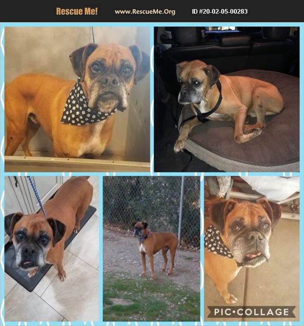 ADOPT 20020500283 ~ Boxer Rescue ~ High Desert/Rancho Cucamonga, CA