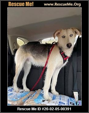- Ohio Siberian Husky Rescue - ADOPTIONS - Rescue Me!